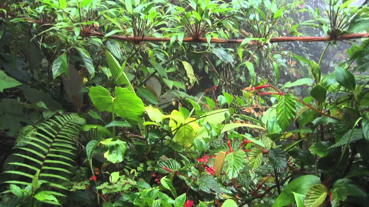 RynosaurusRex | Published - MakerWorld