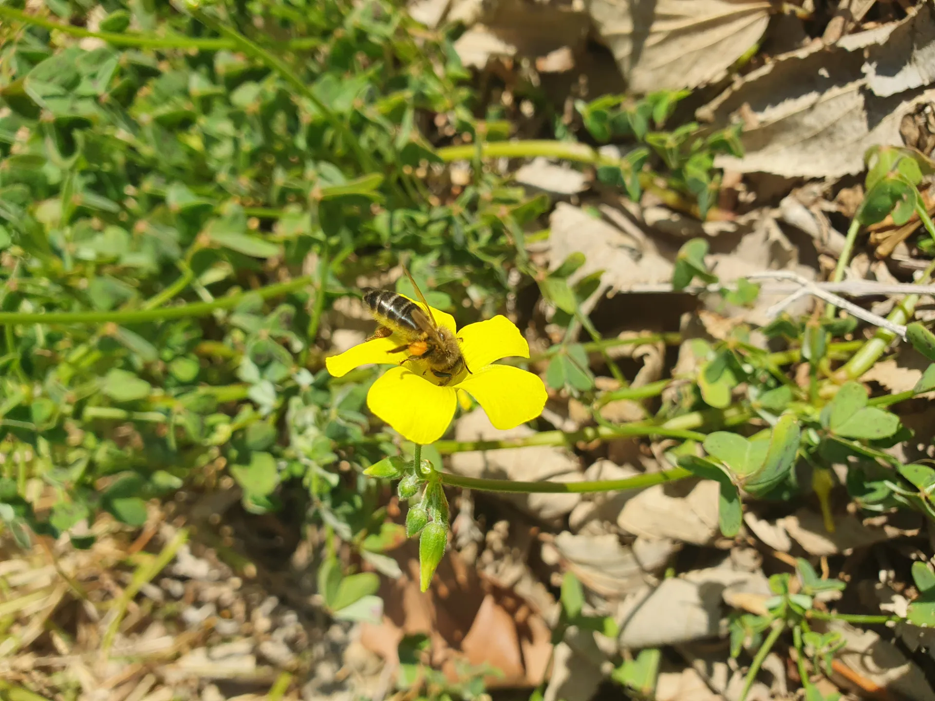 PericoAlmendro | Publicado - MakerWorld