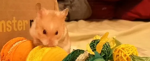 Kaia001 | Publicado - MakerWorld