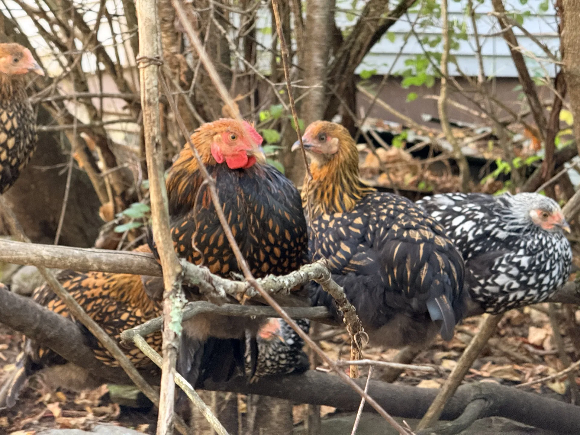 Maro | Publicado - MakerWorld