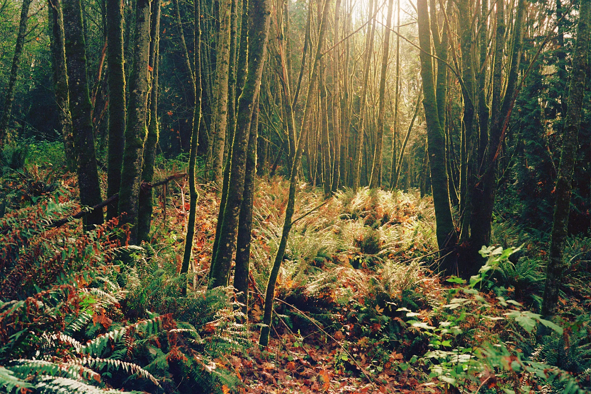 TheTrout | Published - MakerWorld