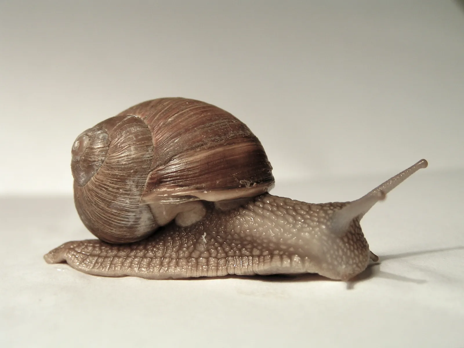 Melcul Codobelc | Home - MakerWorld