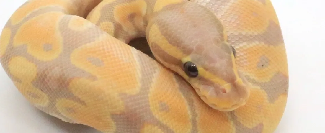 SnakeyBoi | Collections - MakerWorld