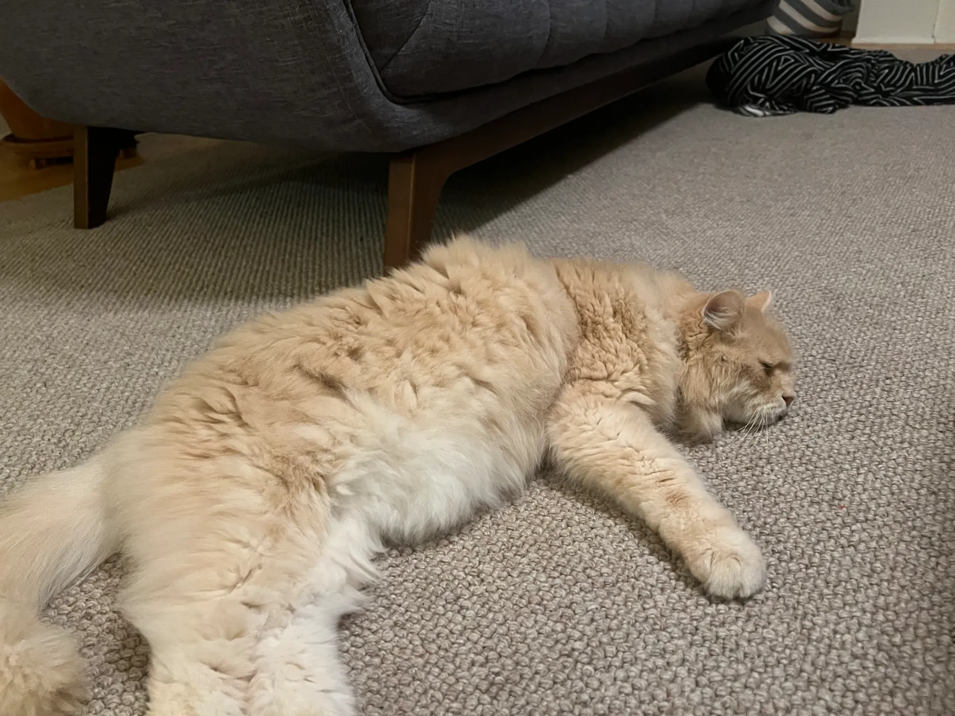 cat cat cat cat cat cat cat cat cat cat cat cat | Published - MakerWorld