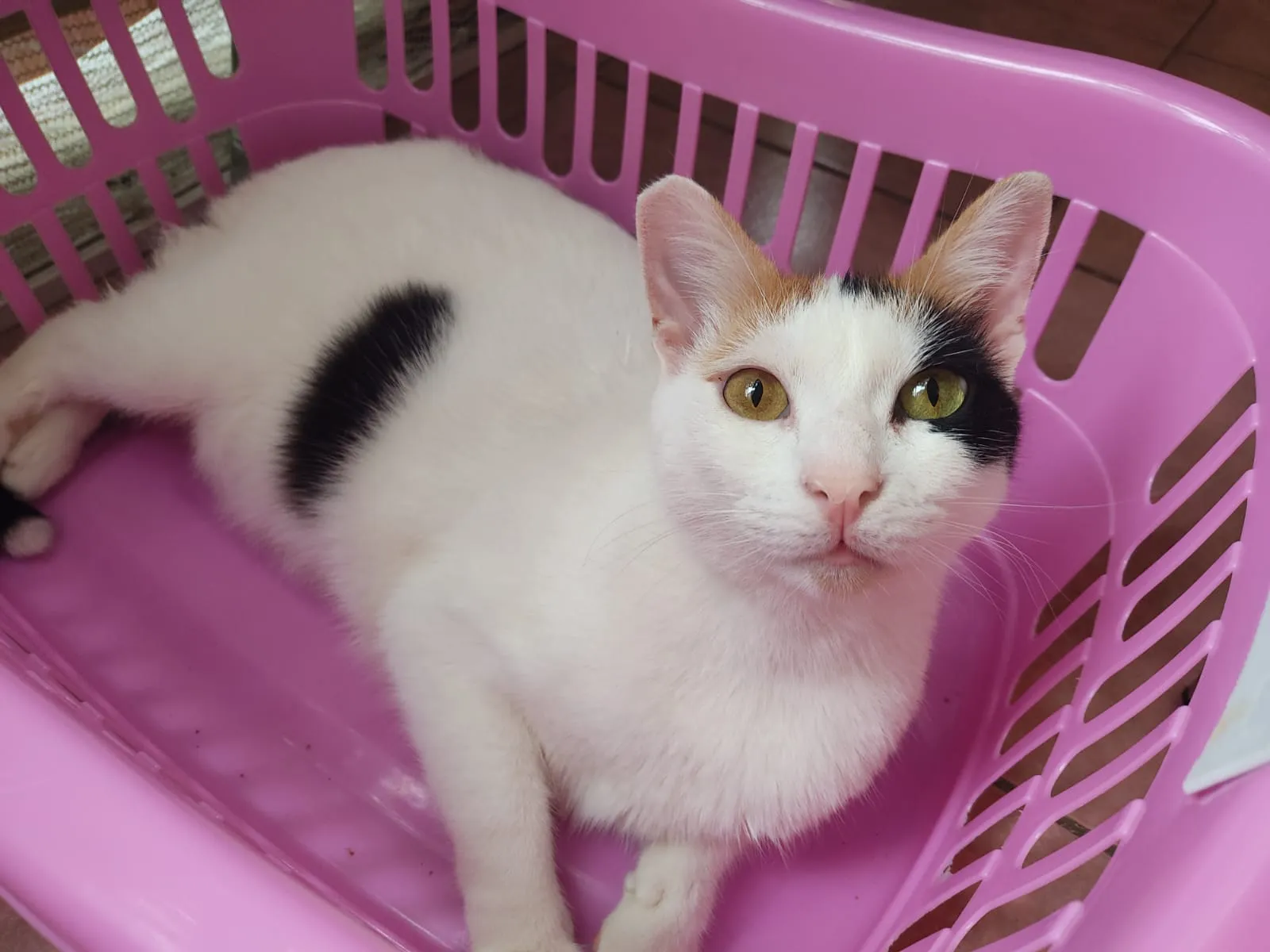 FevFlash45s | Published - MakerWorld