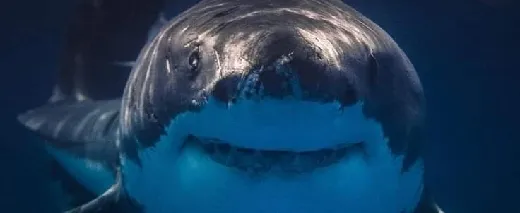 sharkbait | Collections - MakerWorld