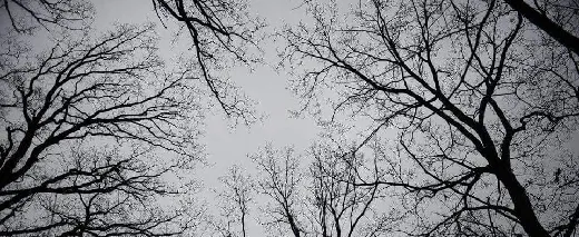 Muse | Published - MakerWorld