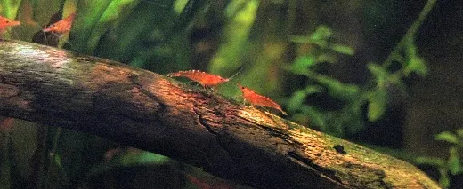 Lappari | Published - MakerWorld