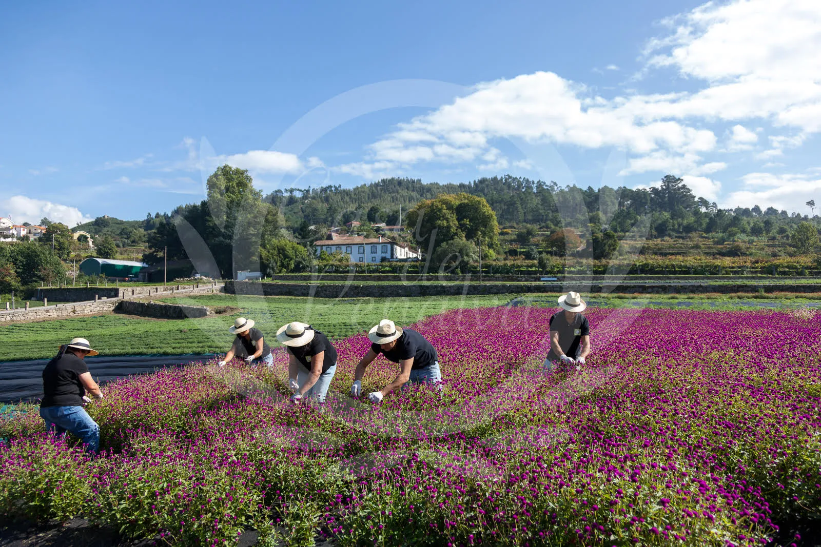 carlosnunoazeredo | Published - MakerWorld