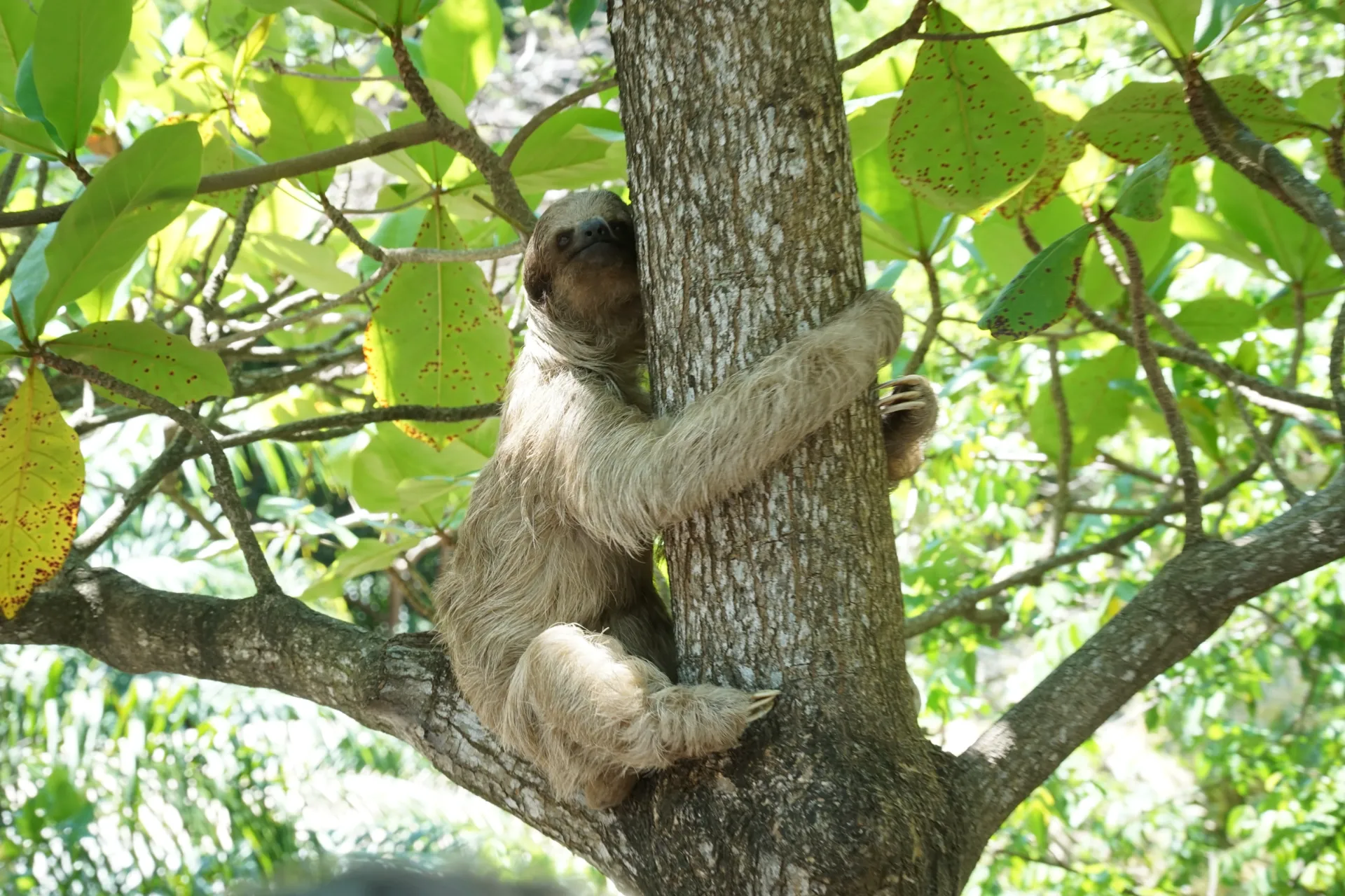 Toaster | Published - MakerWorld