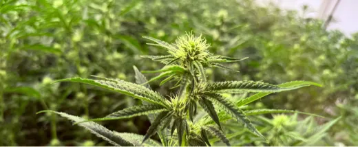 Amy | Published - MakerWorld