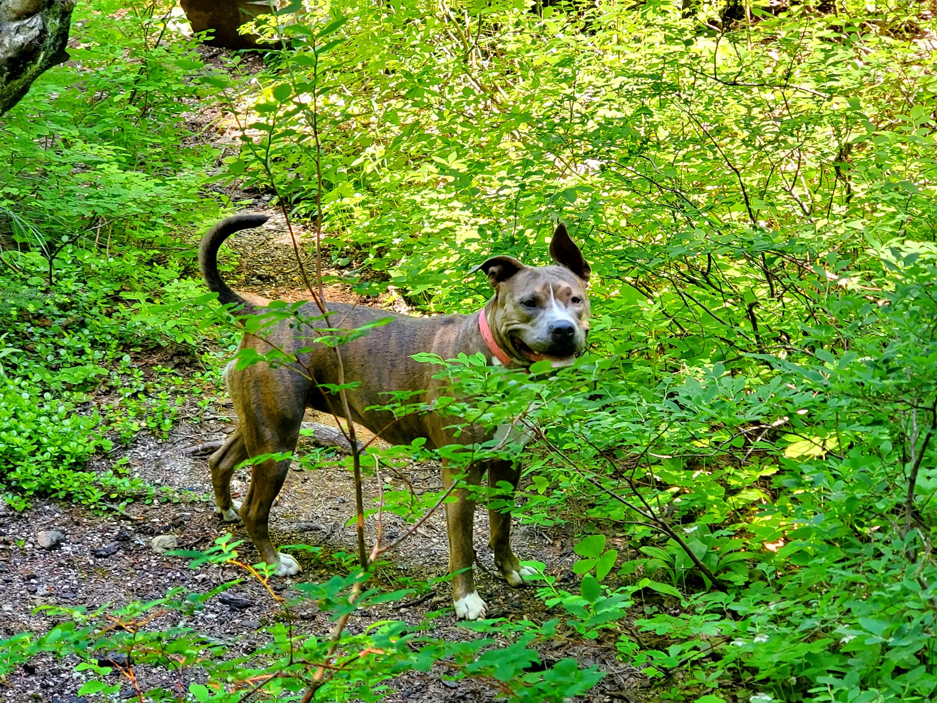 Scalerz | Published - MakerWorld