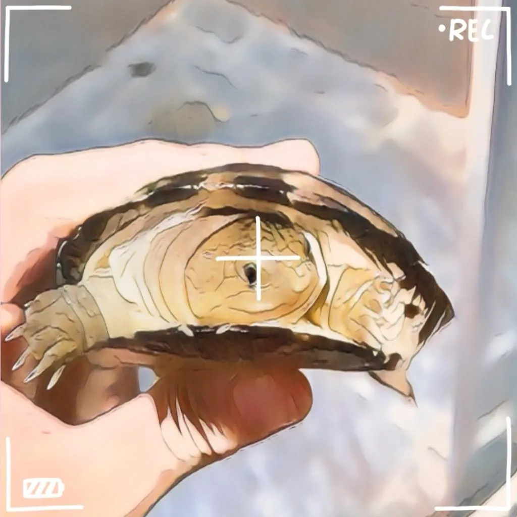 我滴个龟龟 MTT | Following - MakerWorld