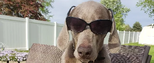 mydogsrule | Accueil - MakerWorld