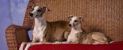 Squeak | Published - MakerWorld