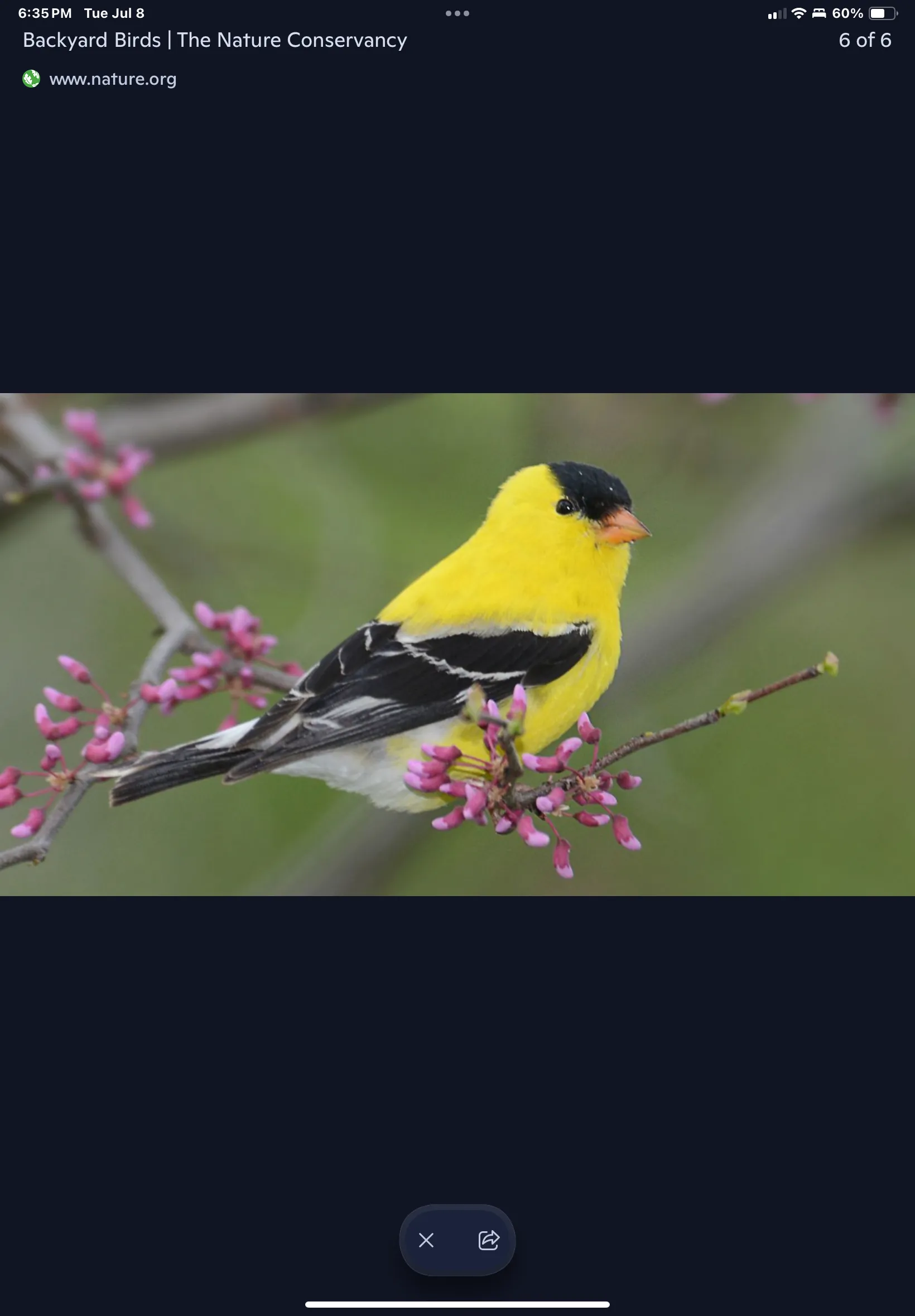 Birdy | Published - MakerWorld