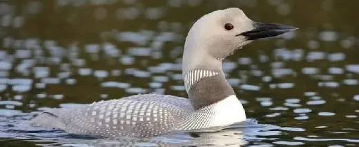 Ludicrum | Accueil - MakerWorld