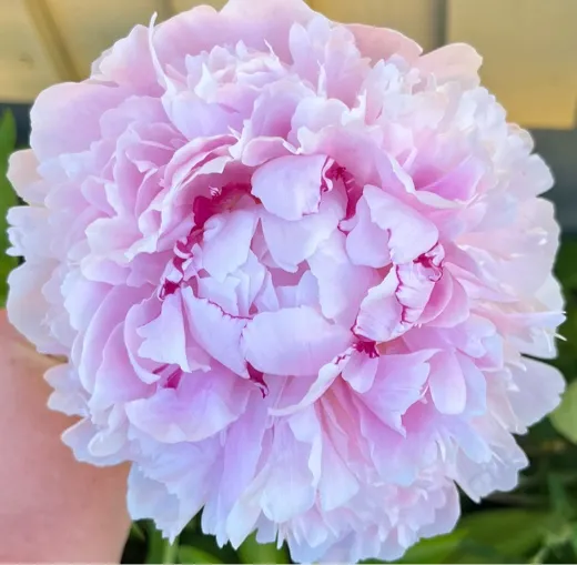 Gem | Published - MakerWorld