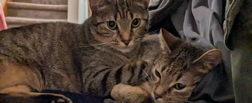 cat_ lover.24 | Home - MakerWorld