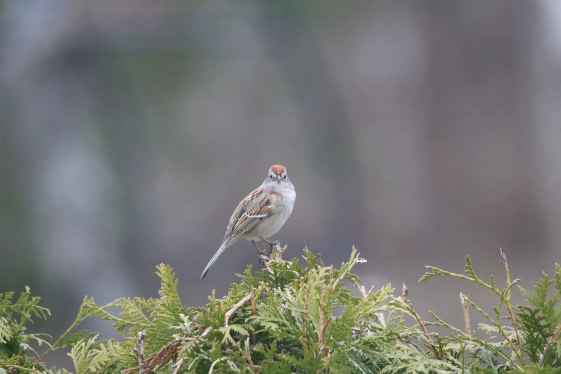 SG | Published - MakerWorld