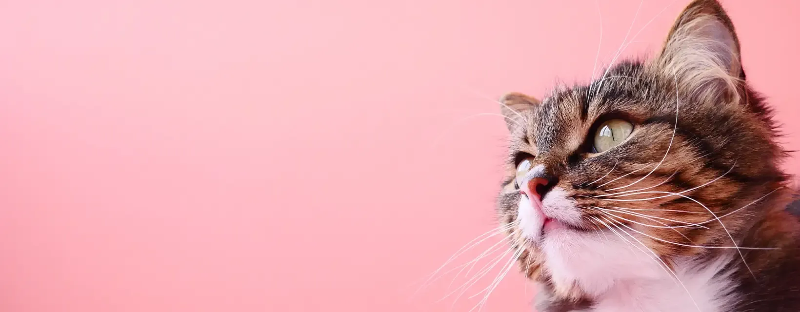 Pat Ugarte | Following - MakerWorld