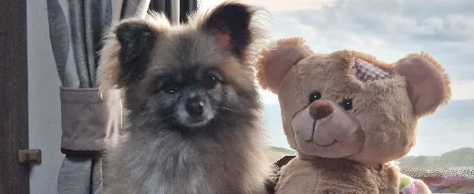 Gizmo | Home - MakerWorld