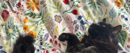 MeltheDestroya | Publicado - MakerWorld