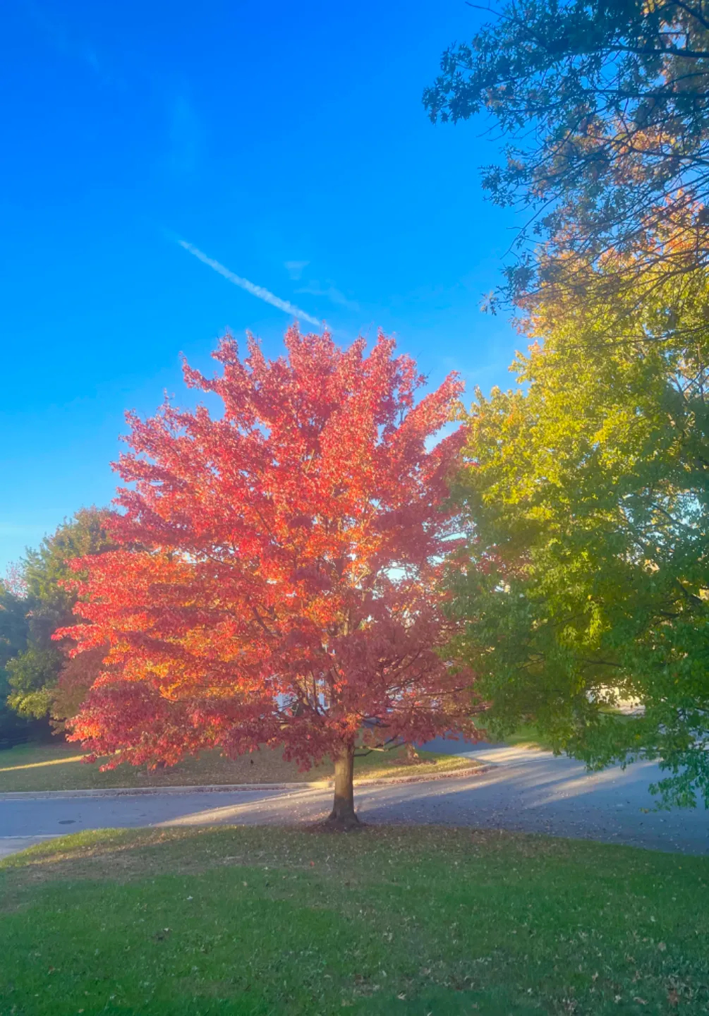 Angelinahiccup | Published - MakerWorld