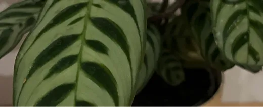 lilyloves3d | Startseite - MakerWorld