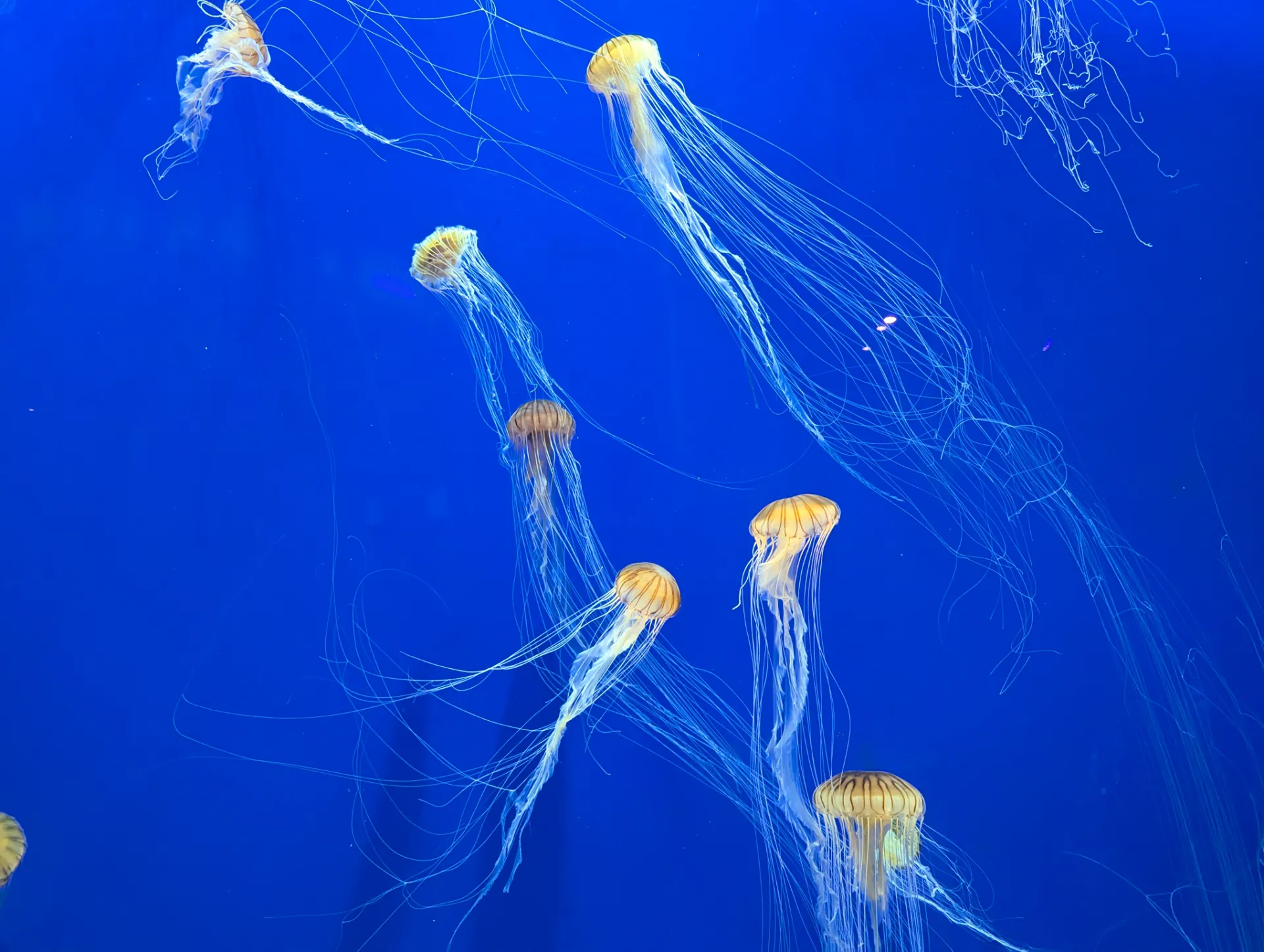 Pellimore | Publicado - MakerWorld