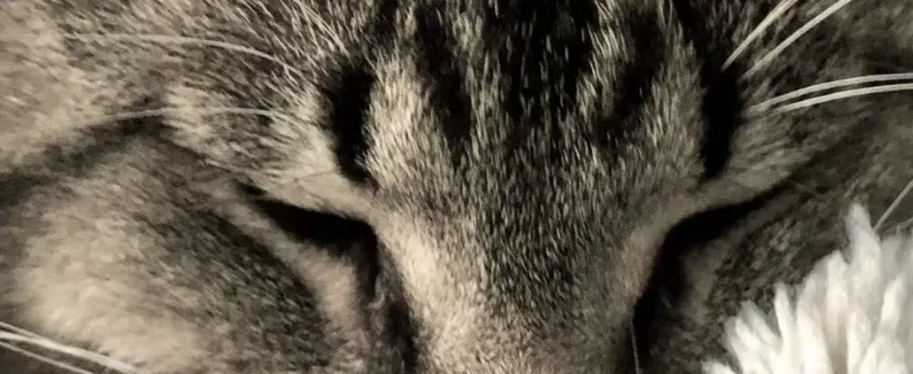 Ben Doggo | Startseite - MakerWorld