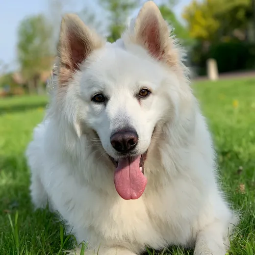 Lisa Iris | Home - MakerWorld