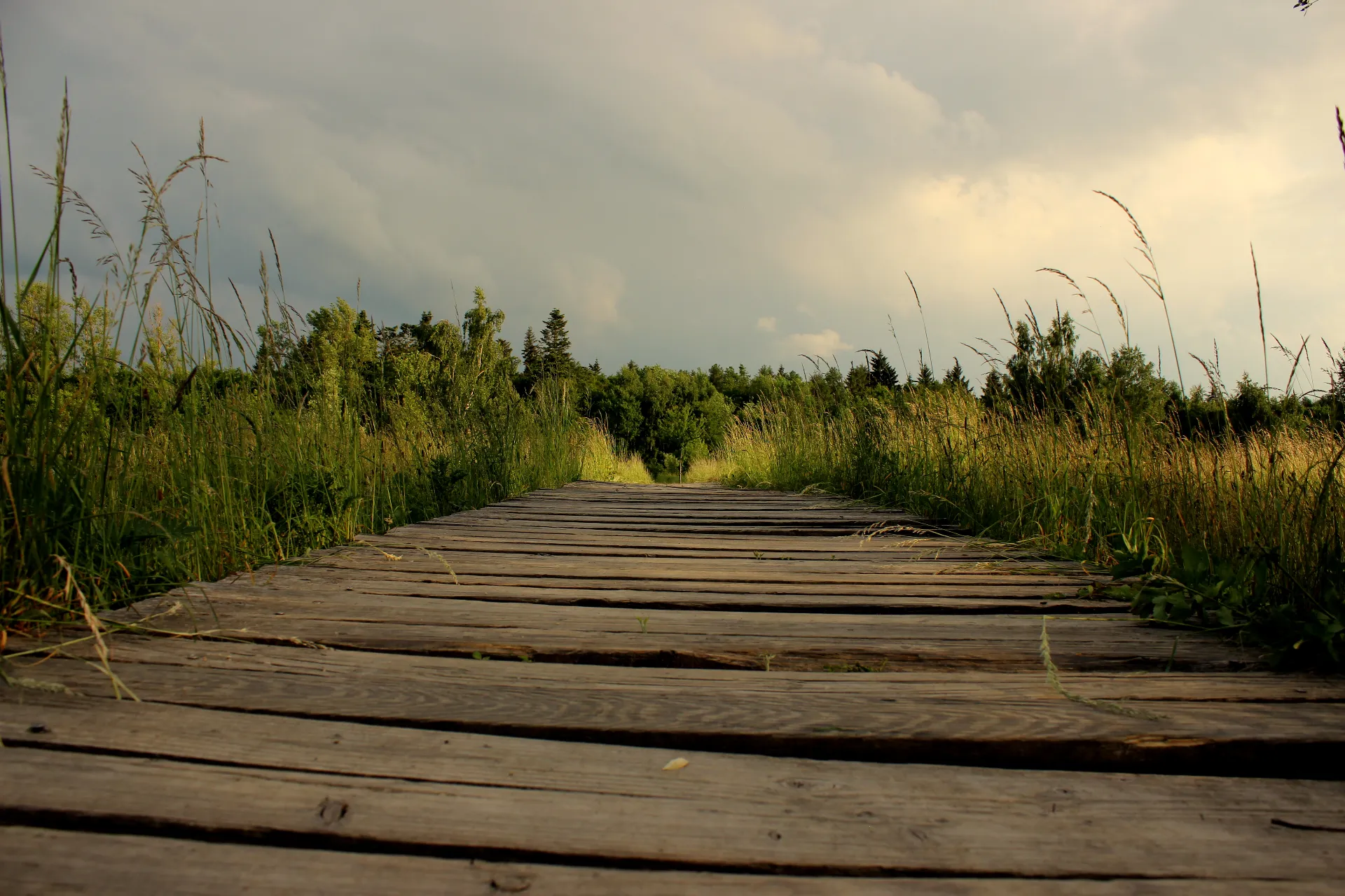 Bushay | Published - MakerWorld