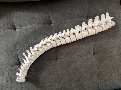 Fully Articulating Human Spine - Free 3D Print Model - MakerWorld