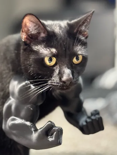 Hulk Arms Cat - Free 3D Print Model - MakerWorld