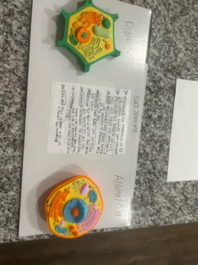 Animal Cell - Free 3D Print Model - MakerWorld