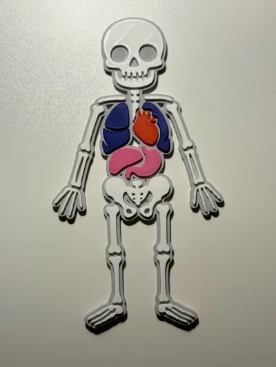 Human Body Jigsaw Puzzle for kids - Free 3D Print Model - MakerWorld