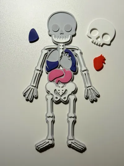 Human Body Jigsaw Puzzle for kids - Free 3D Print Model - MakerWorld
