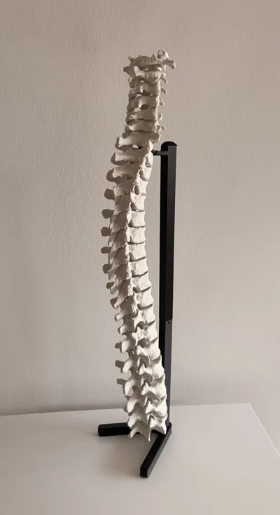 Fully Articulating Human Spine - Free 3D Print Model - MakerWorld