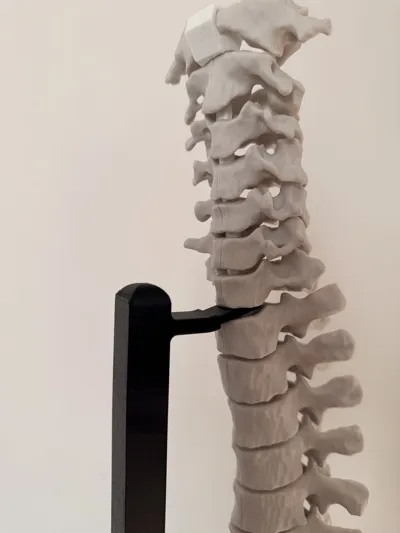 Fully Articulating Human Spine - Free 3D Print Model - MakerWorld