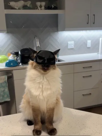 Cute Bat cat mask - Free 3D Print Model - MakerWorld
