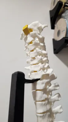 Fully Articulating Human Spine - Free 3D Print Model - MakerWorld