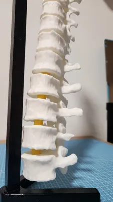 Fully Articulating Human Spine - Free 3D Print Model - MakerWorld