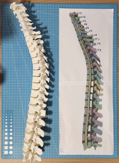 Fully Articulating Human Spine - Free 3D Print Model - MakerWorld