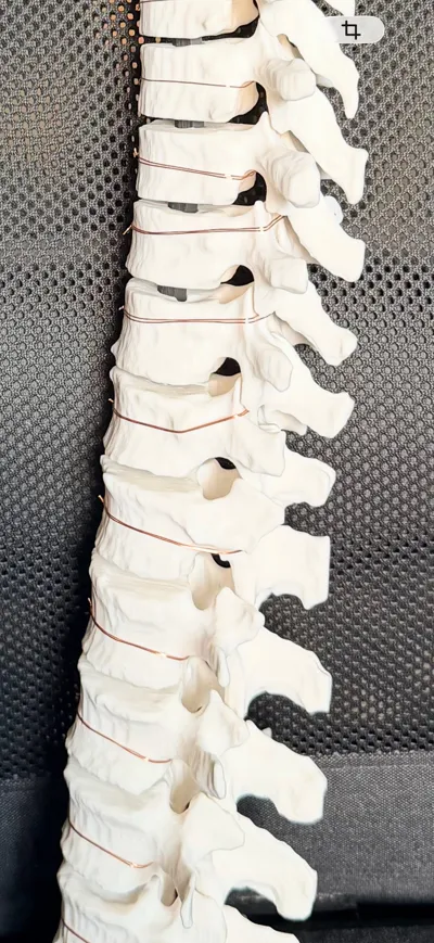 Fully Articulating Human Spine - Free 3D Print Model - MakerWorld