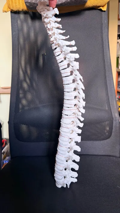 Fully Articulating Human Spine - Free 3D Print Model - MakerWorld