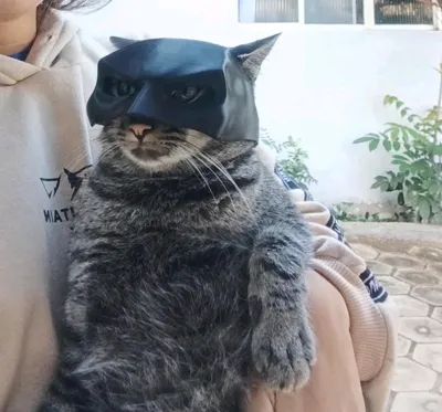 Batcat Mask by user_3729300690 MakerWorld: Download Free 3D Models