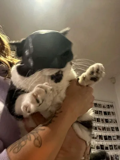 Batcat Mask by user_3729300690 MakerWorld: Download Free 3D Models