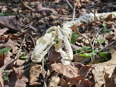 Articulated Snake Skeleton by MagniModels MakerWorld: Download Free 3D ...