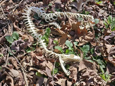 Articulated Snake Skeleton by MagniModels MakerWorld: Download Free 3D ...